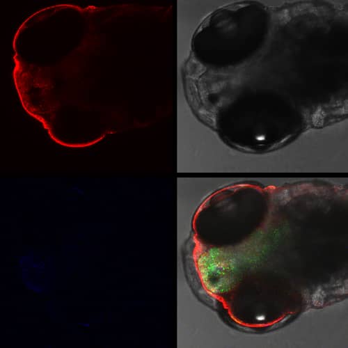 Laboratory of Neural Stem Cell Plasticity & Regeneration - LINDSEY LAB